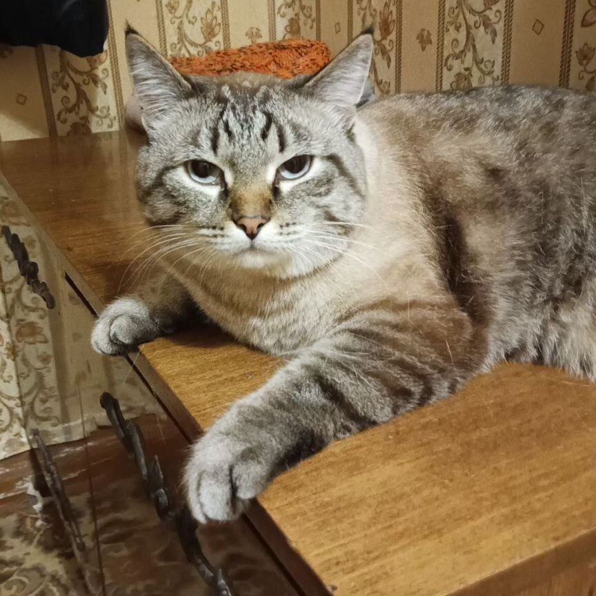 Взрослая кошка от частного владельца