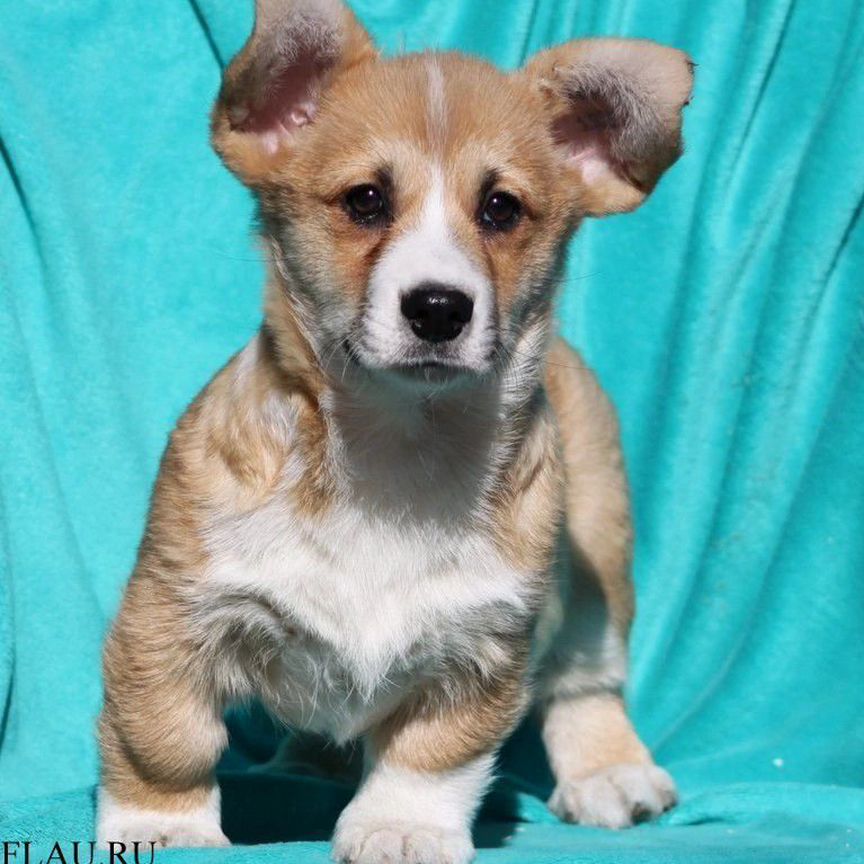 Корги мальчик ищет семью