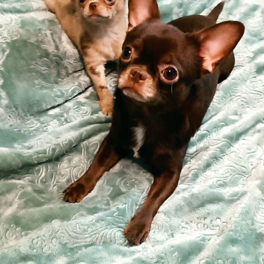 Чихуахуа вязка