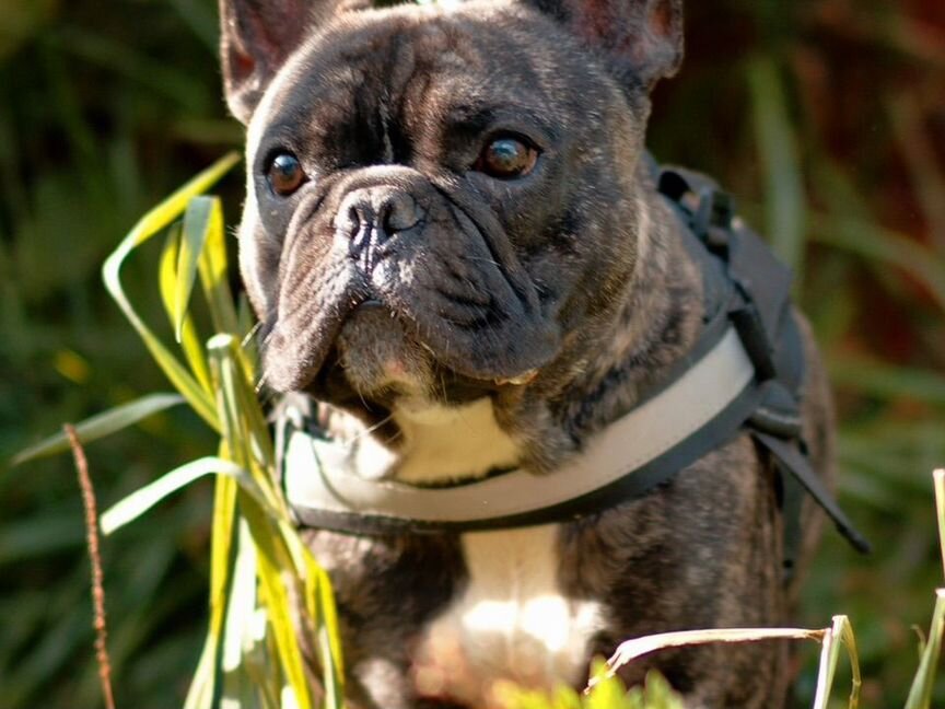 Французский бульдог Червонец в добрые руки