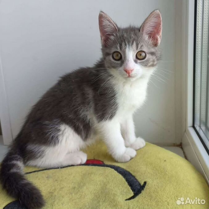 Прелесный котенок