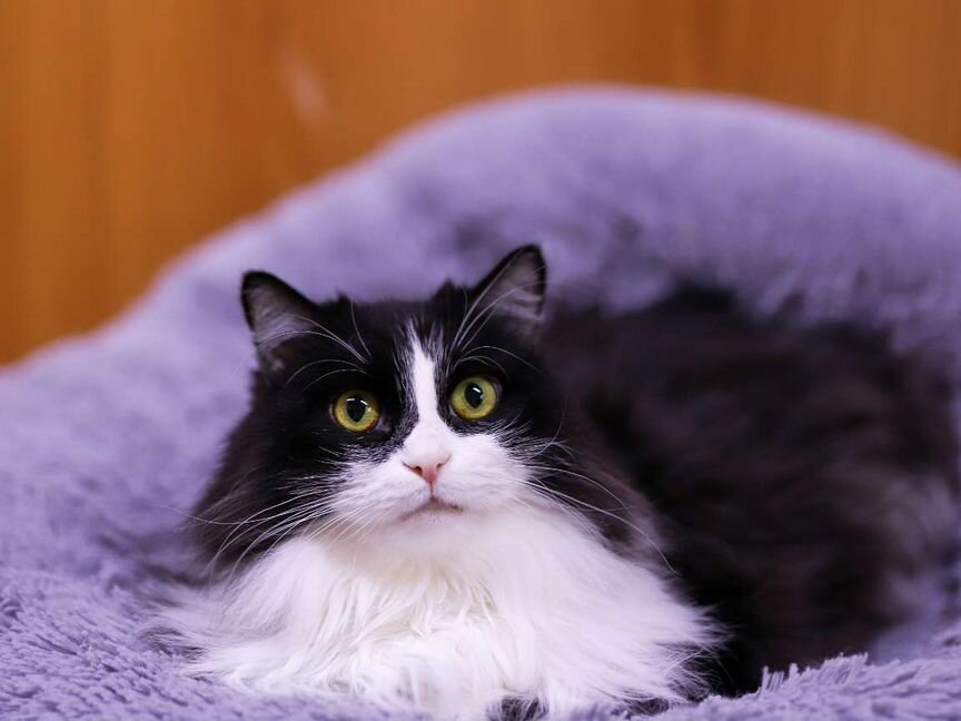 Кошка Муся ищет дом