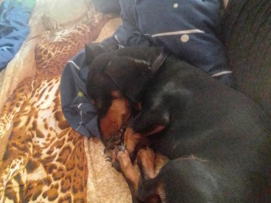 Карликовая такса