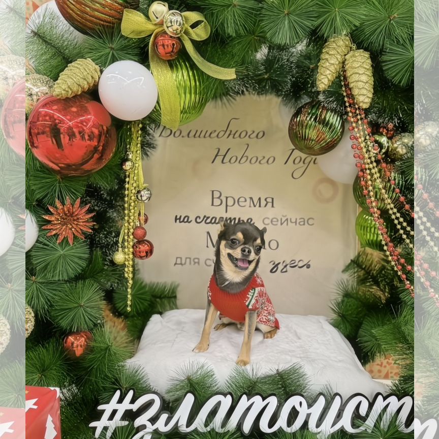 Вязка кобель чихуахуа