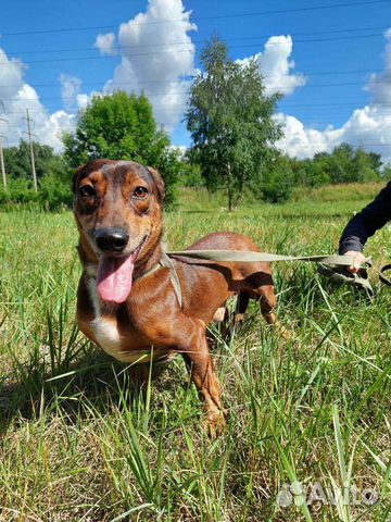 Собака такса попала в приют