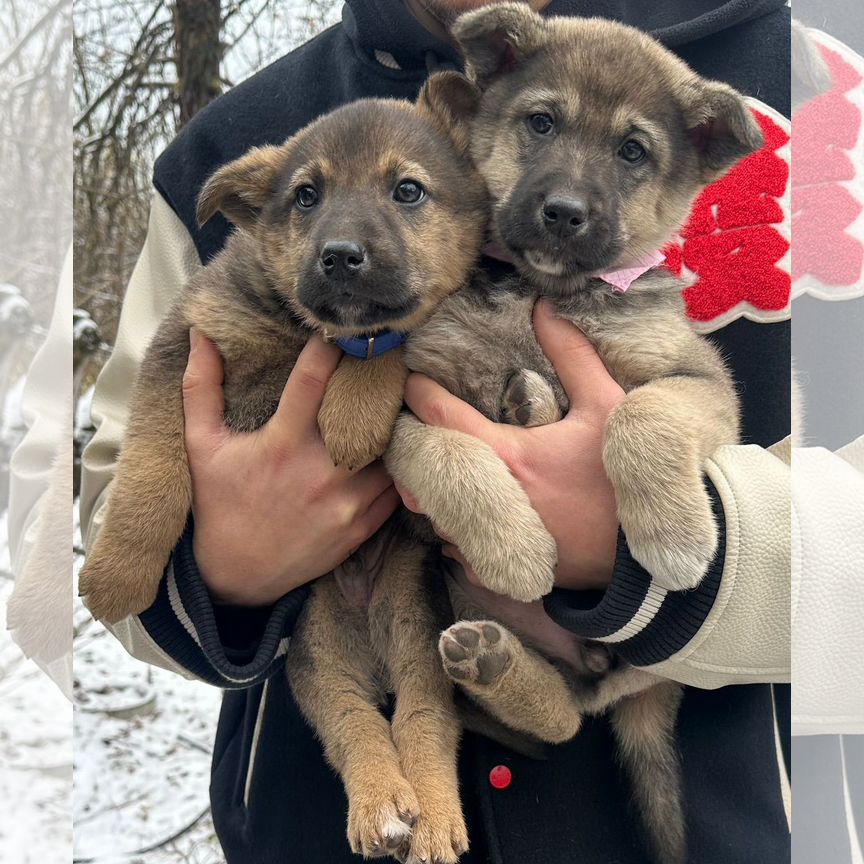 Щенки мерзнут. В дар