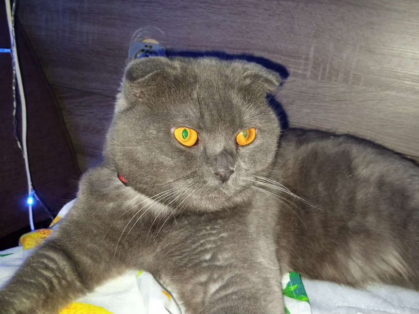 Британская кошка