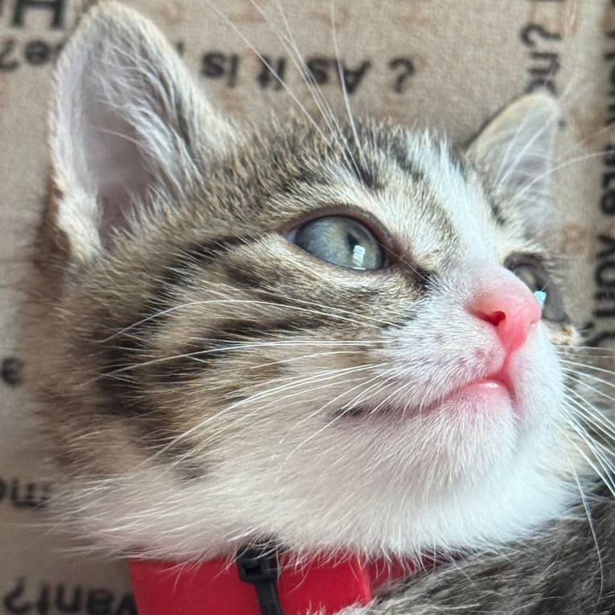 Котёнок серо-белый