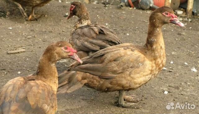 Утки коричневые мясные