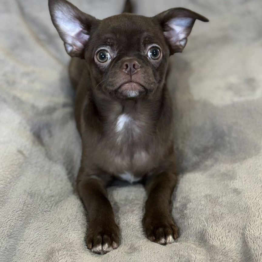 Шоколадный мальчик