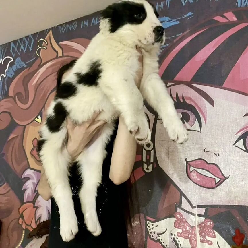 Среднеазиатская овчарка, щенок