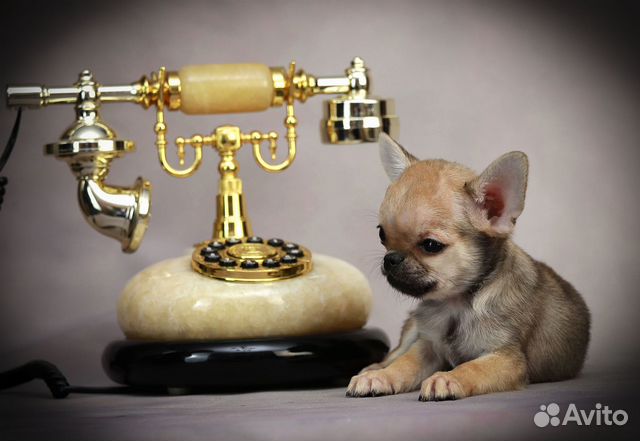 Чихуахуа с документами РКФ