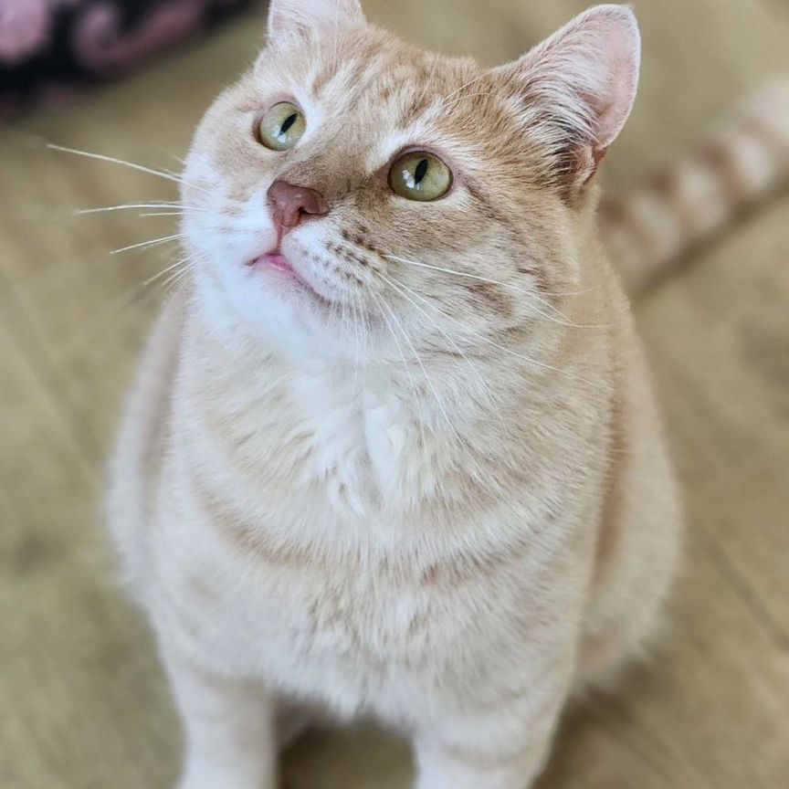 Котик в добрые руки