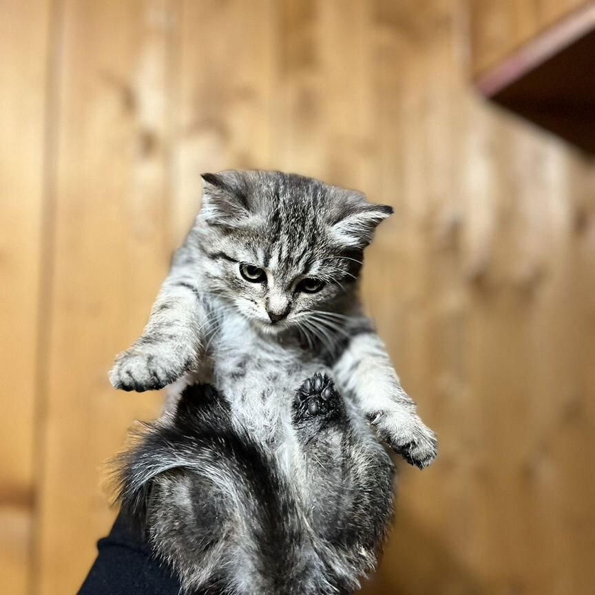 Котята мышеловы