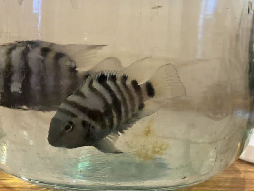 Цихлиды чернополосые