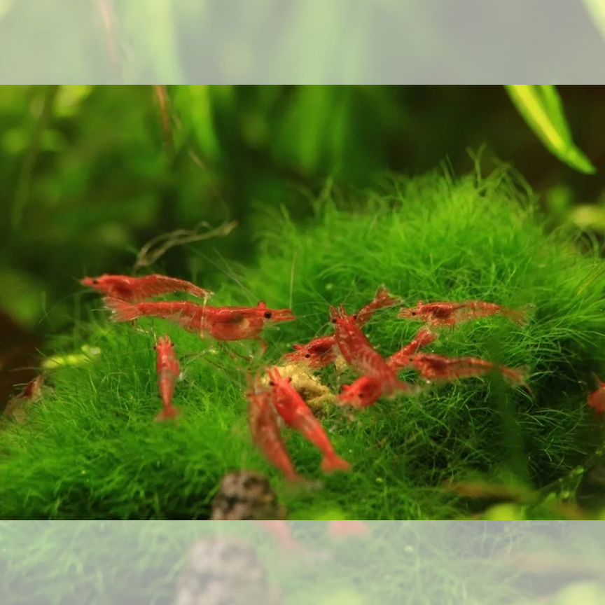 Креветки вишня и криптоеорина