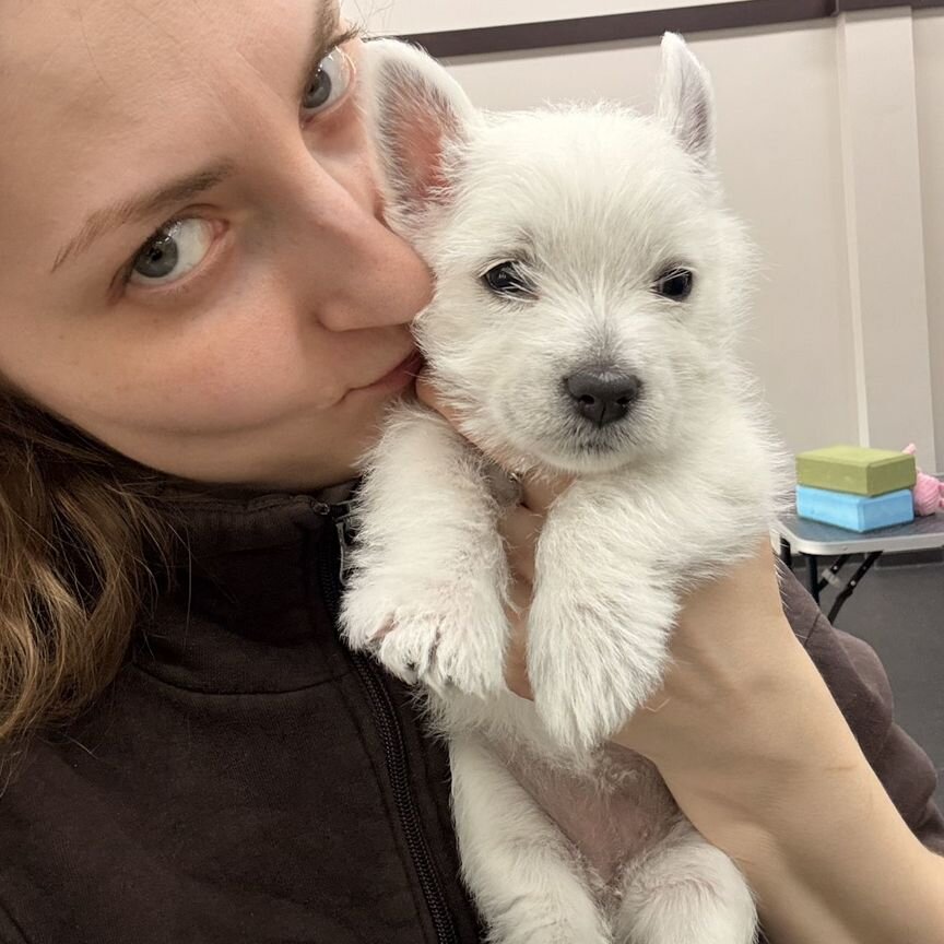 Вест-хайленд-уайт-терьер, щенок