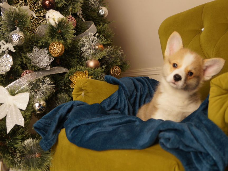 Золотые малыши Вельш корги Пемброк