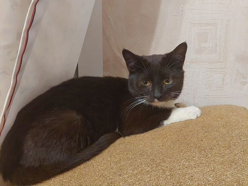 Кошки в добрые руки