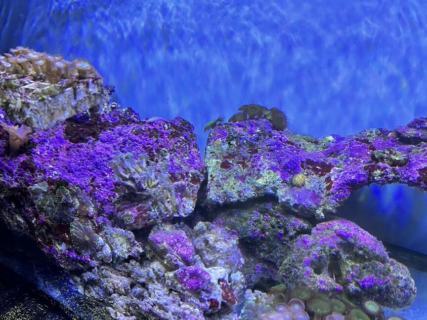 Морская рыба и ЖК