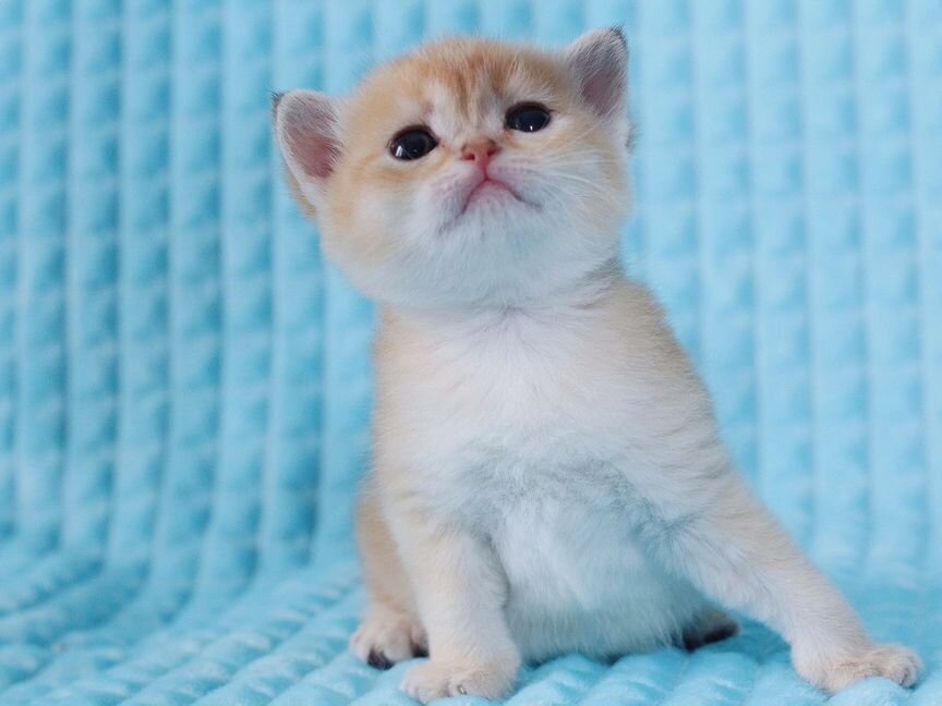 Золотой мальчуган