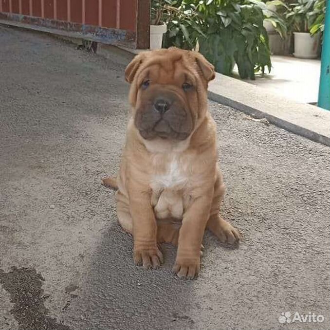 Маленькие плюшки