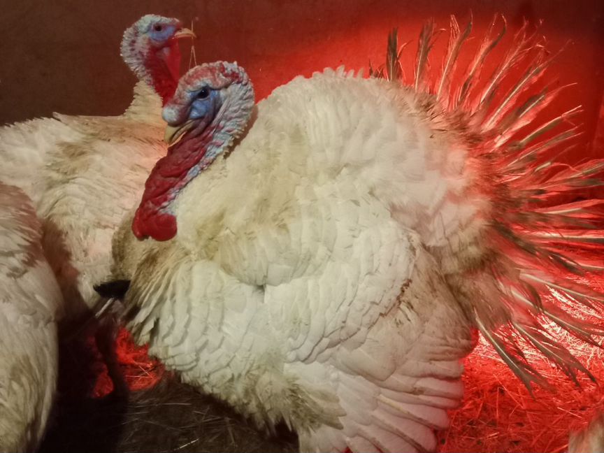 Индюки на племя