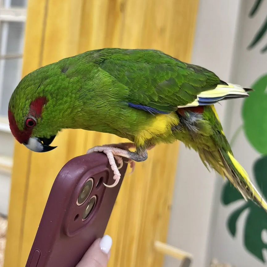 Попугай какарик