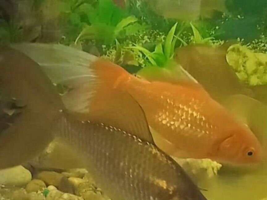 Рыбки аквариумные