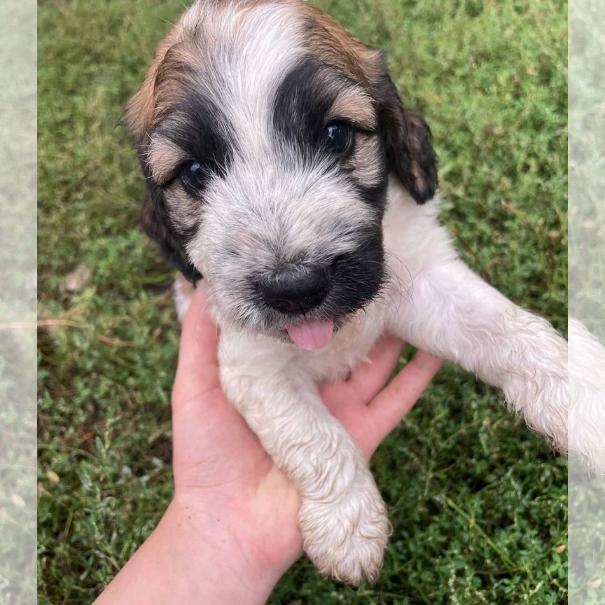 Щенки мальтипу