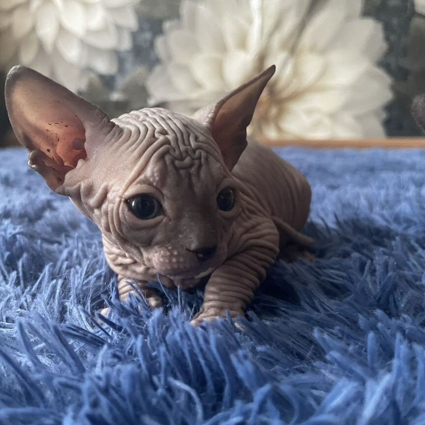 Донской сфинкс котёнок