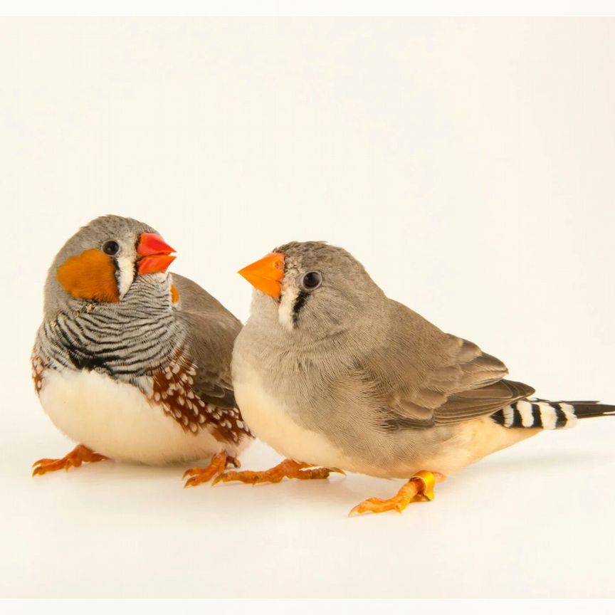 Зебровые амадины