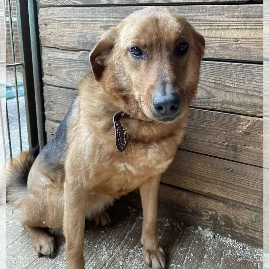 Взрослая собака в добрые руки