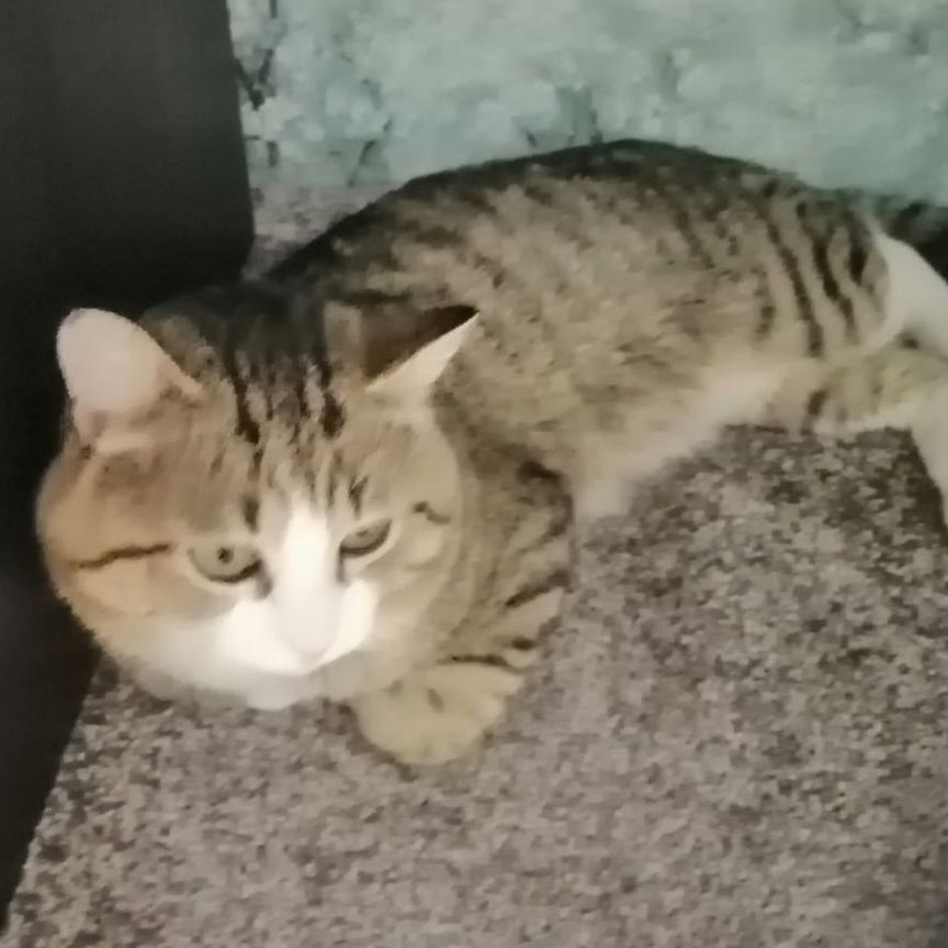 Боевой кот