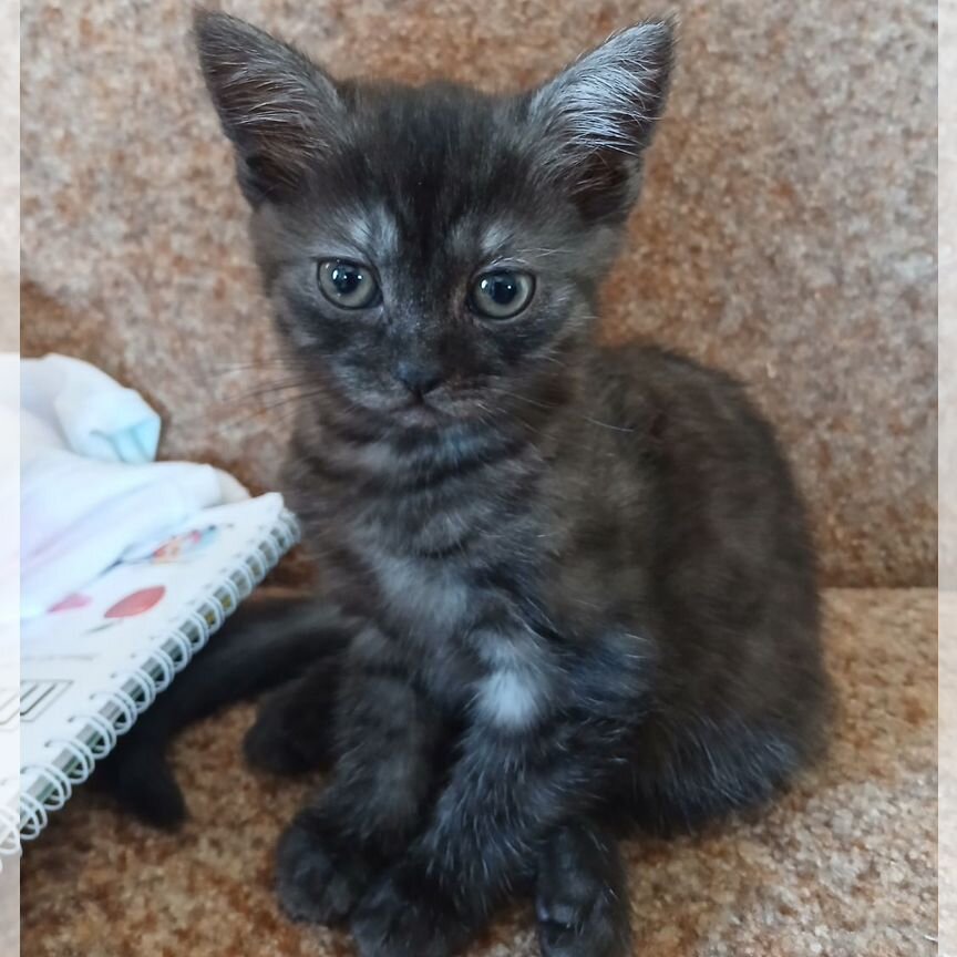 Котёнок в добрые руки