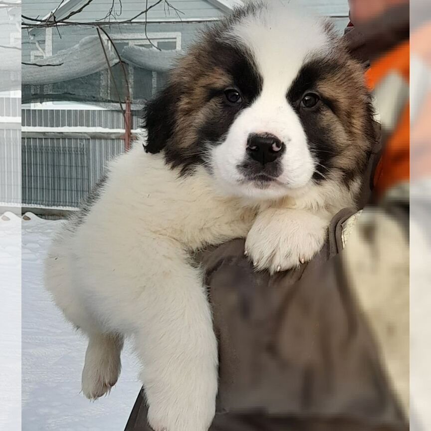 Московская сторожевая, щенок