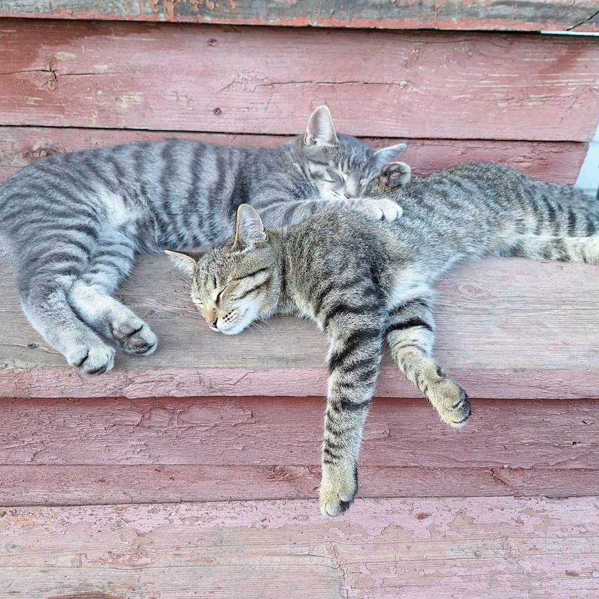 Котята в добрые руки