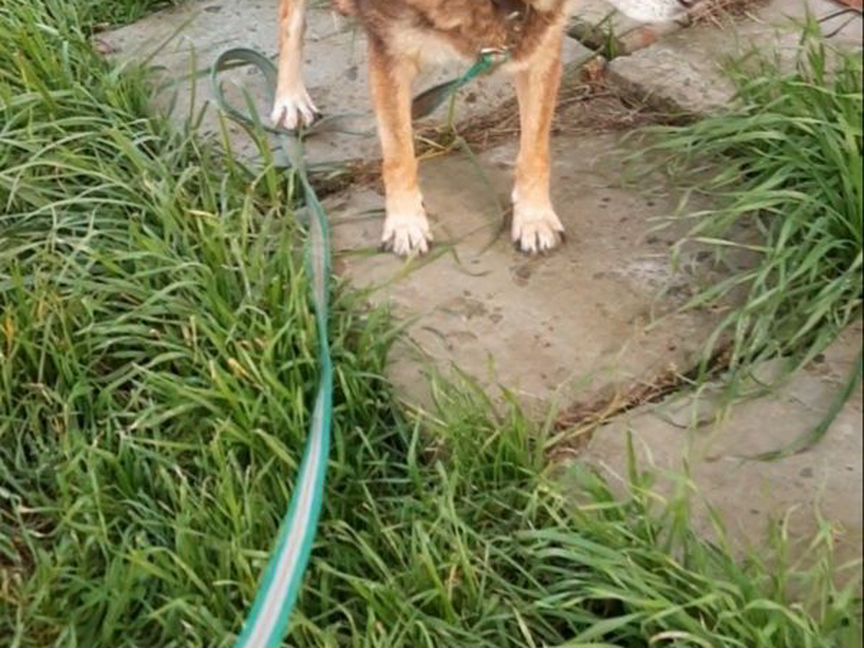 Старенькая Зита ищет заботливые ручки