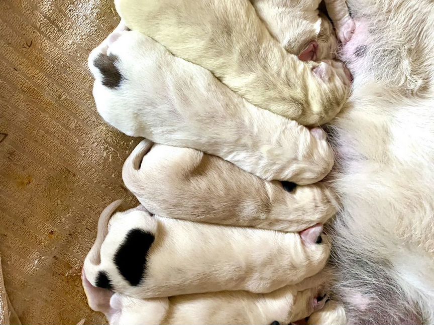 Щенки алабая