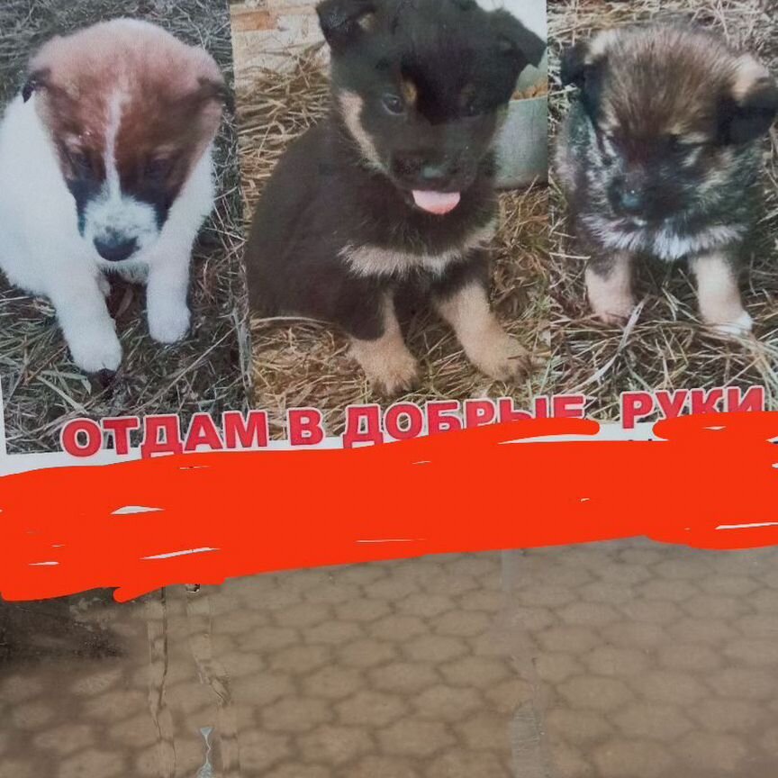 Милые девочки в добрые руки