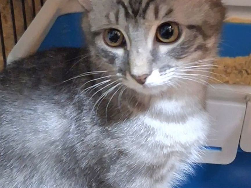 Котенок редкого окраса