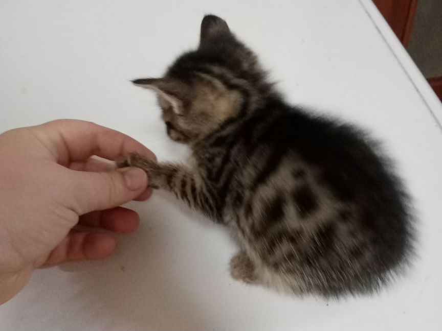 Котята в добрые руки бесплатно