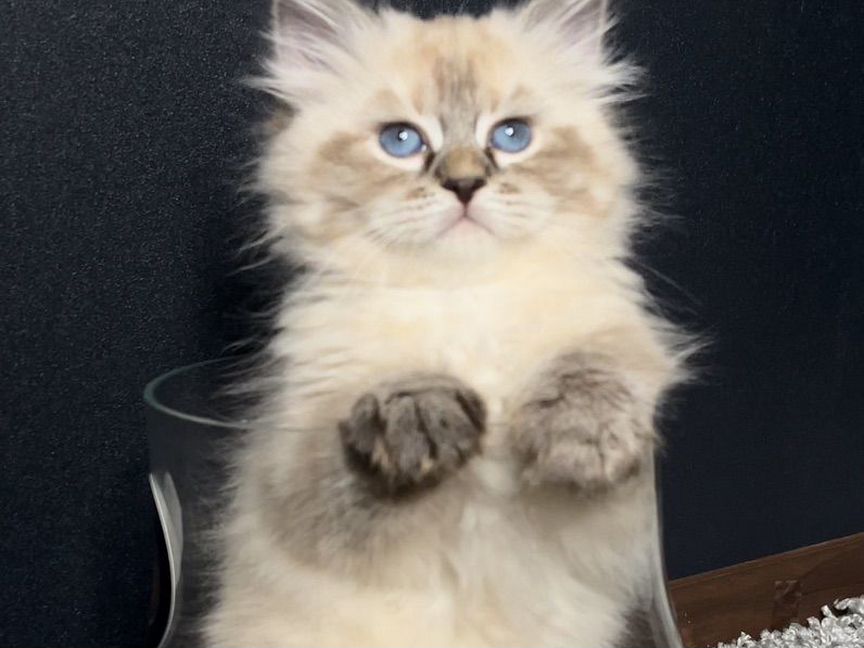 Невская маскарадная кошка