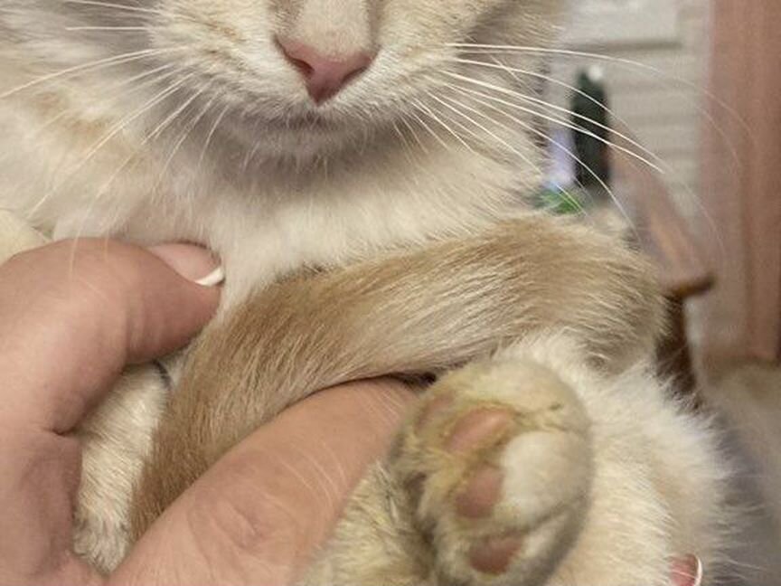Котенок бесплатно (мальчик)