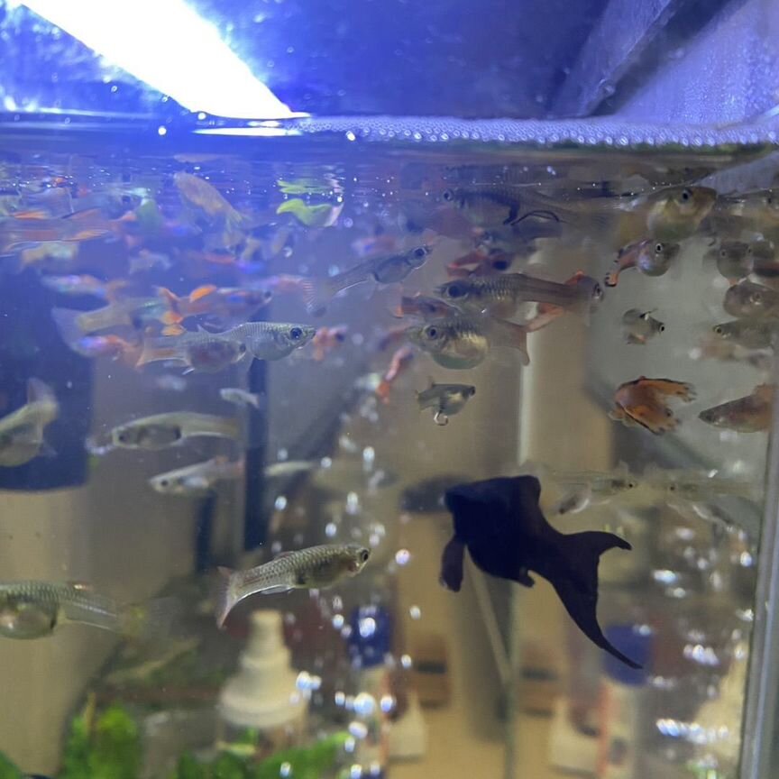 Рыбки гуппи