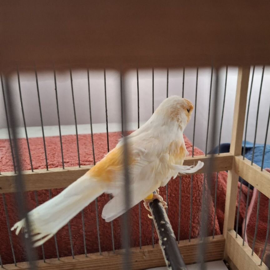 Кенарь певчий