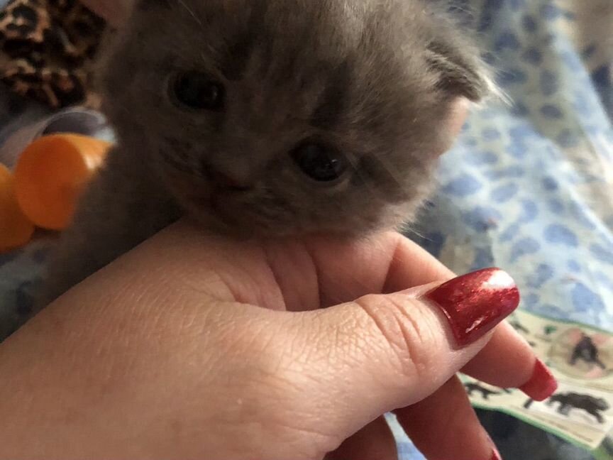Британские вислоухие котята