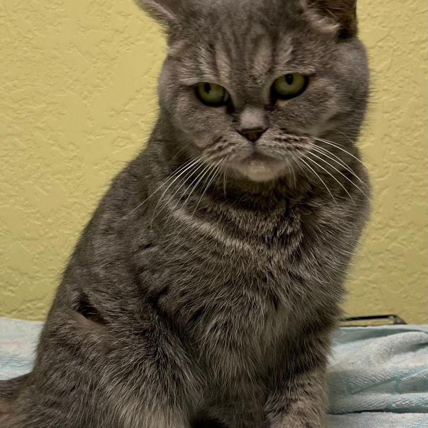 Кошка