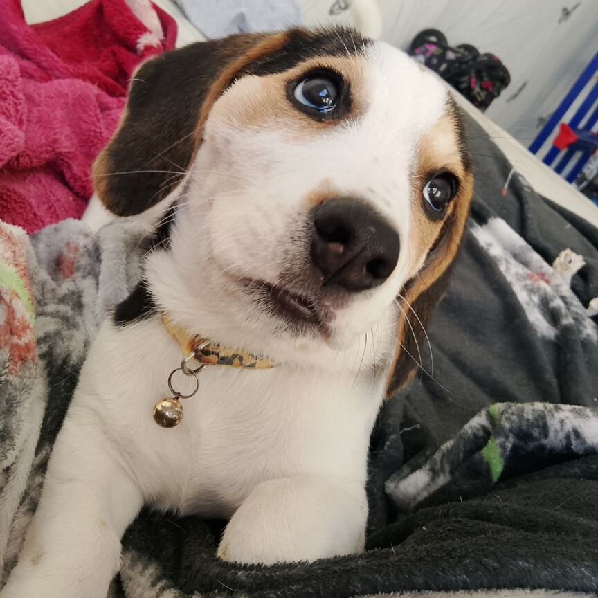 Бигль, щенок