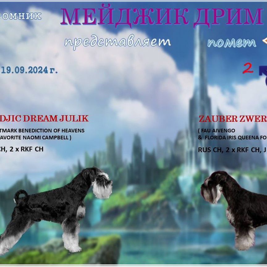 Щенки цвергшнауцера